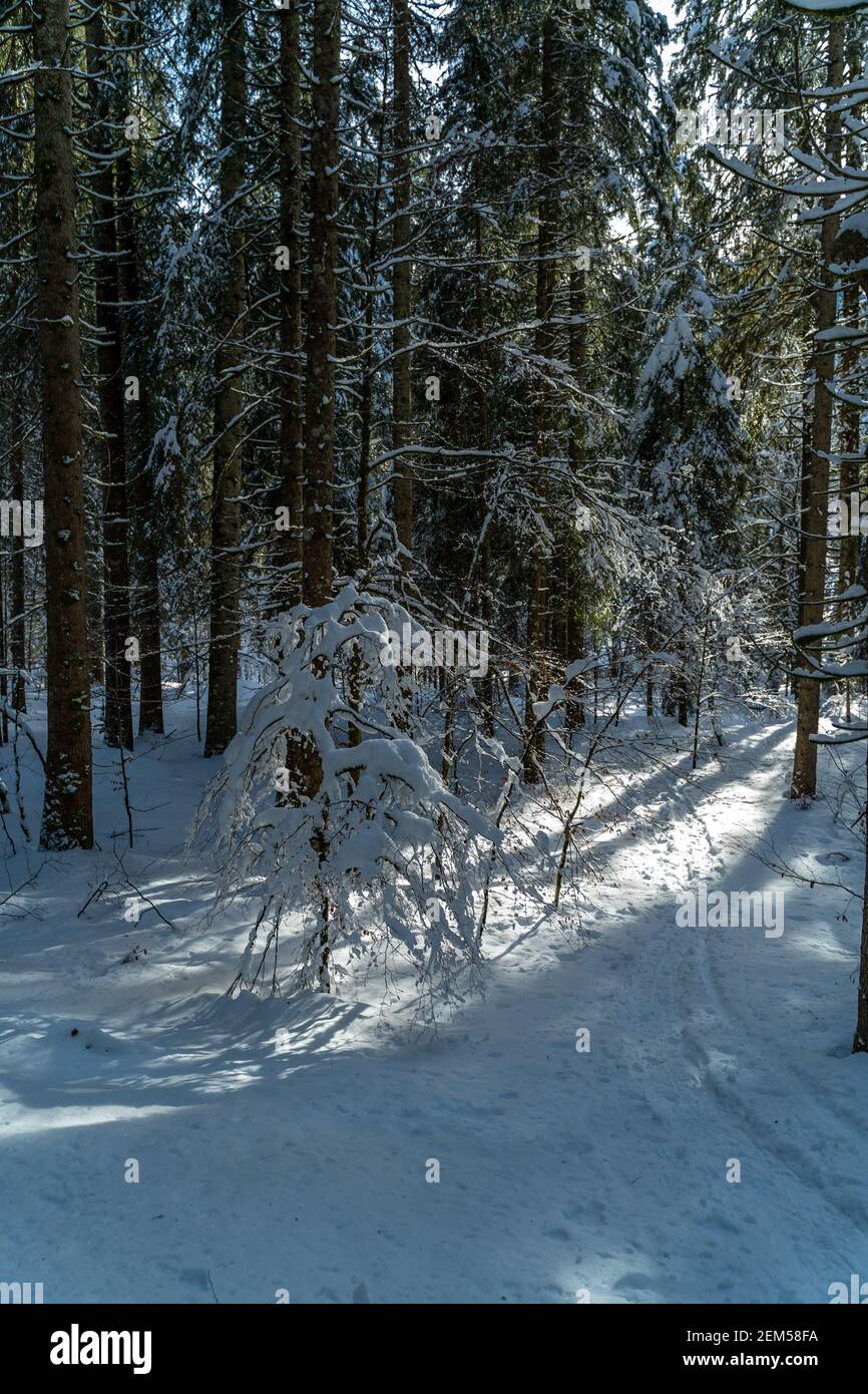 Scarce trees hi-res stock photography and images - Alamy