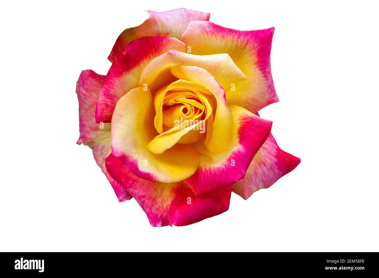 White yellow flower combination hi-res stock photography and images - Alamy