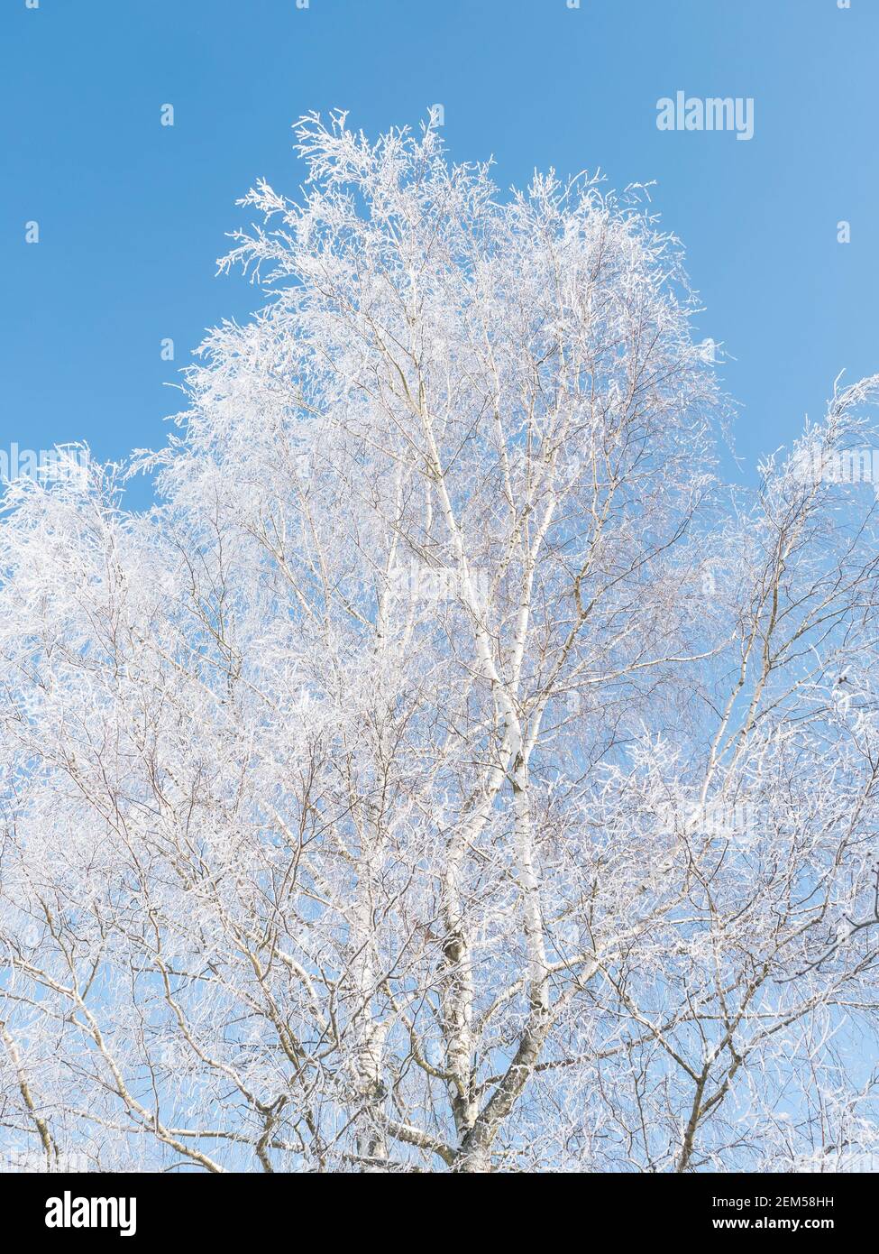 Beautiful snowy frozen broadleaf birch tree over blue sky background ...