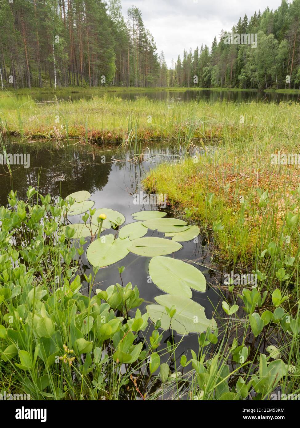 Yellow water lily leaves floating at overgrowing bog pond Stock Photo ...