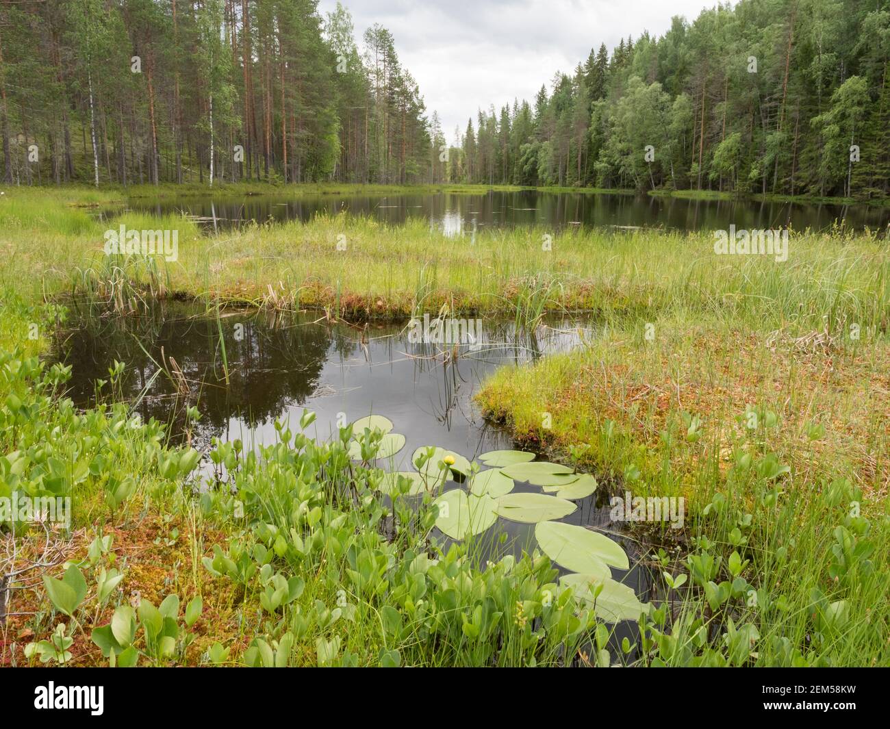 Yellow water lily leaves floating at overgrowing bog pond Stock Photo ...