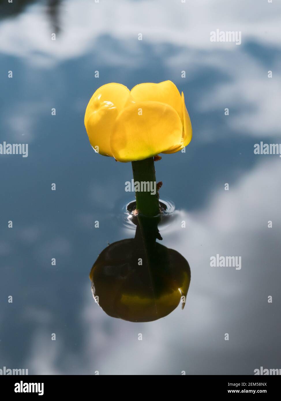 Yellow water-lily flower over water surface Stock Photo - Alamy