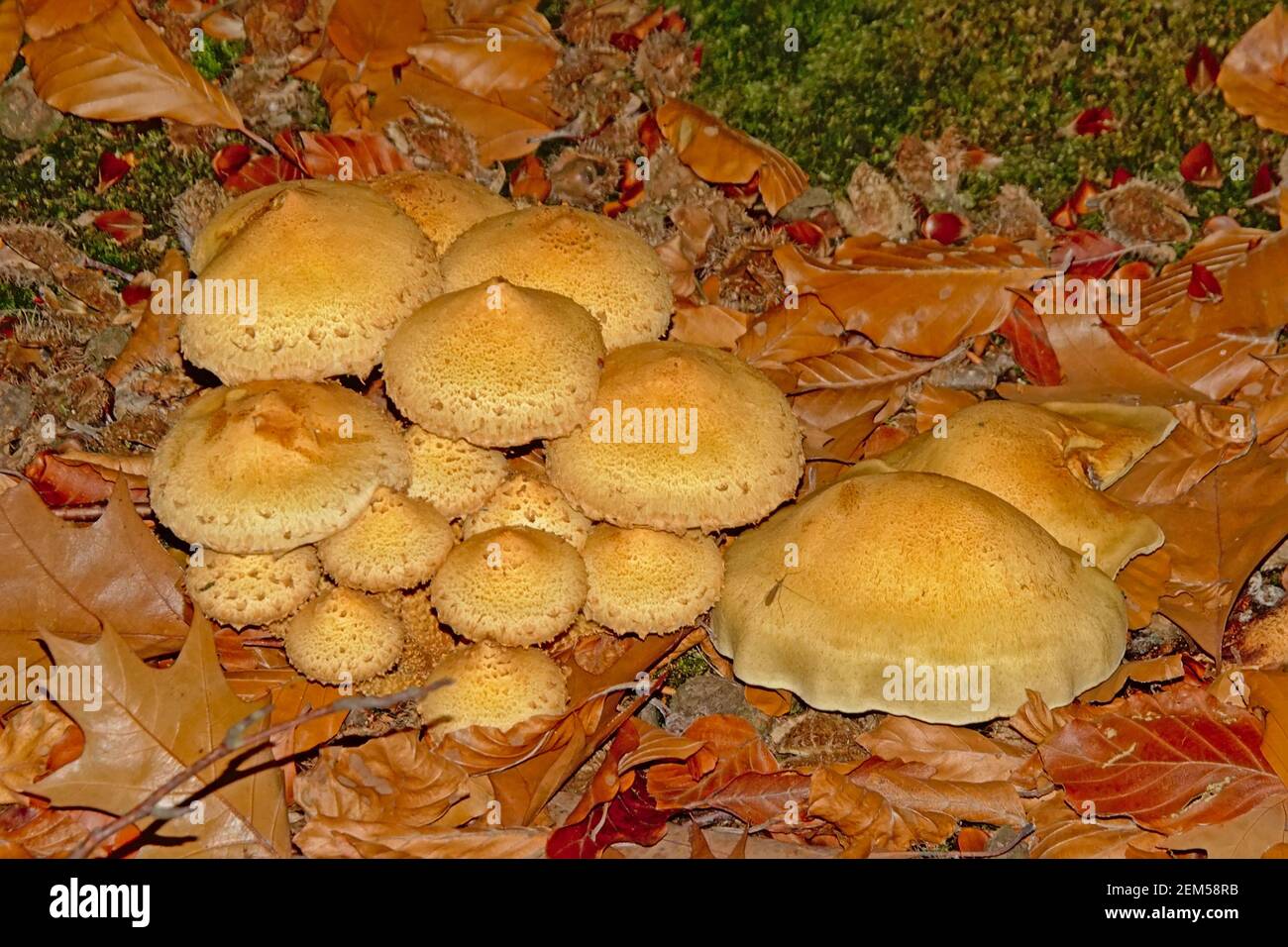 Flowerpot parasol mushrooms - Leucocoprinus birnbaumii Stock Photo - Alamy