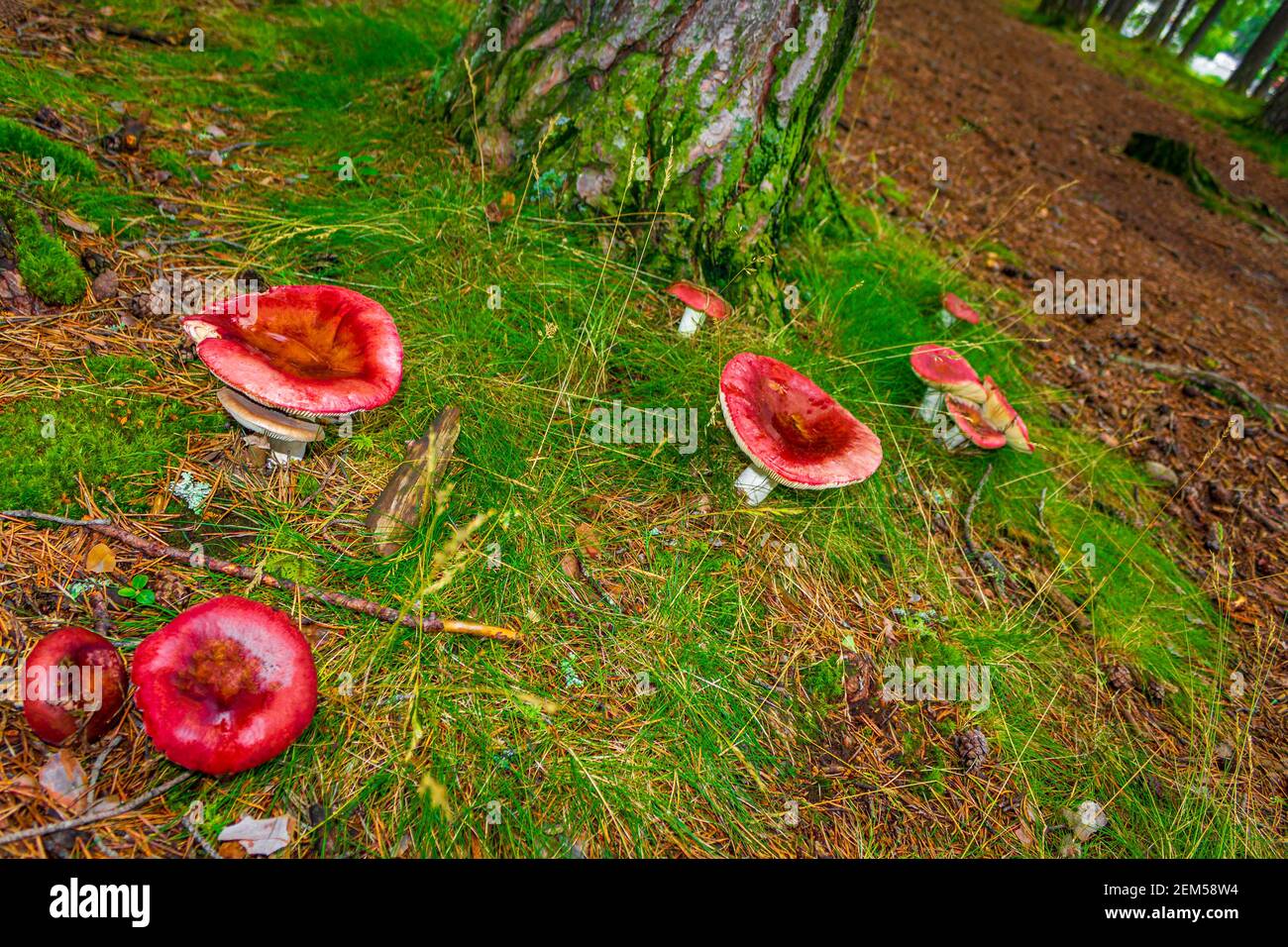 Red toadstool fly agaric in the forest in Norway Stock Photo - Alamy