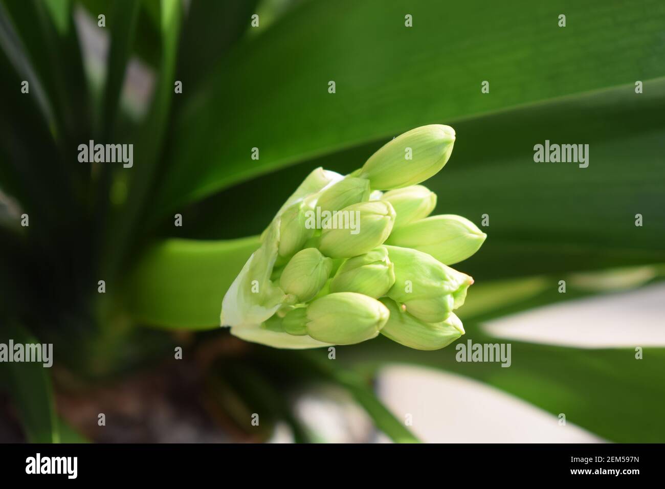 Clivia miniata buds hi-res stock photography and images - Alamy