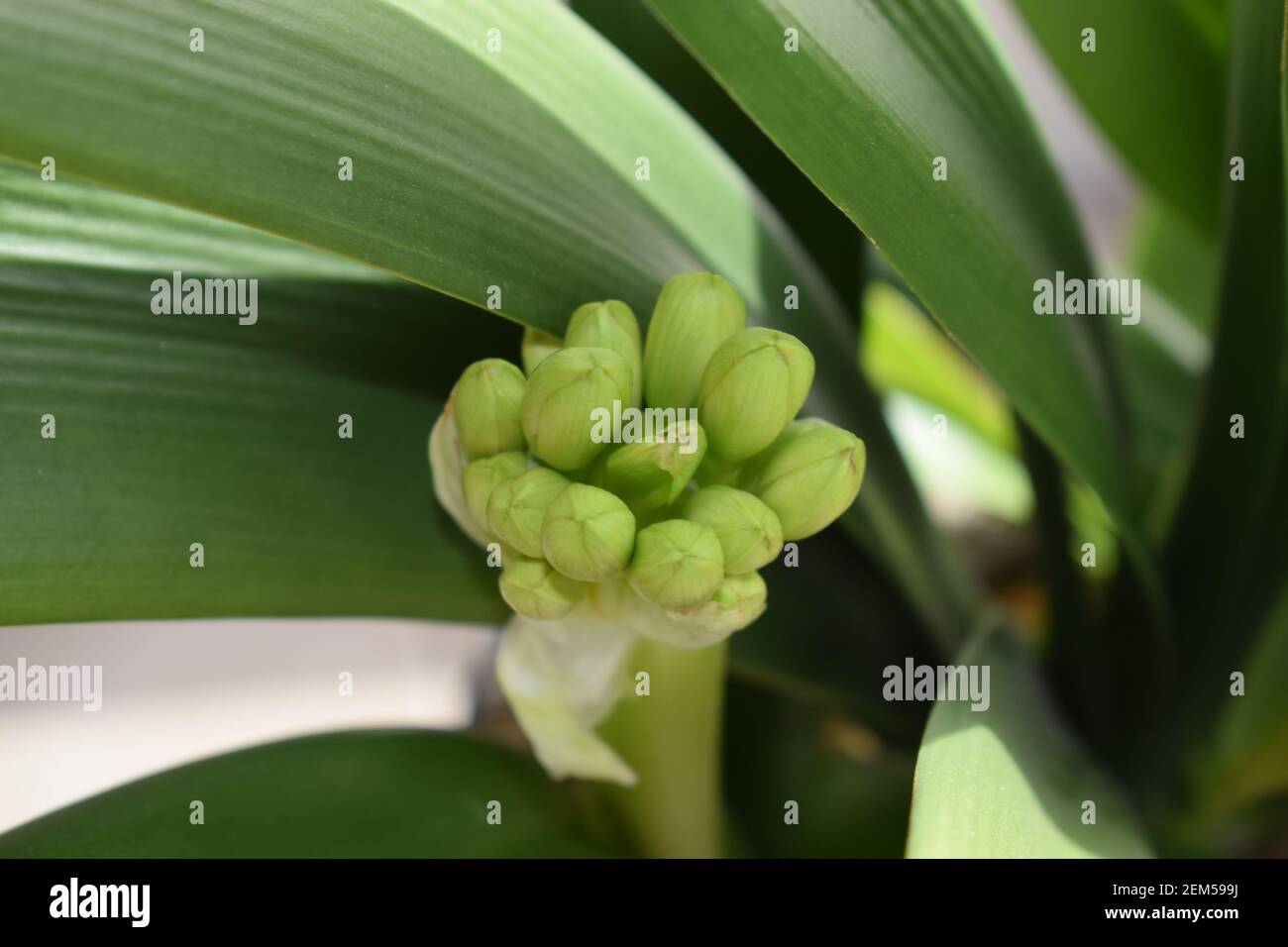 Clivia miniata buds hi-res stock photography and images - Alamy
