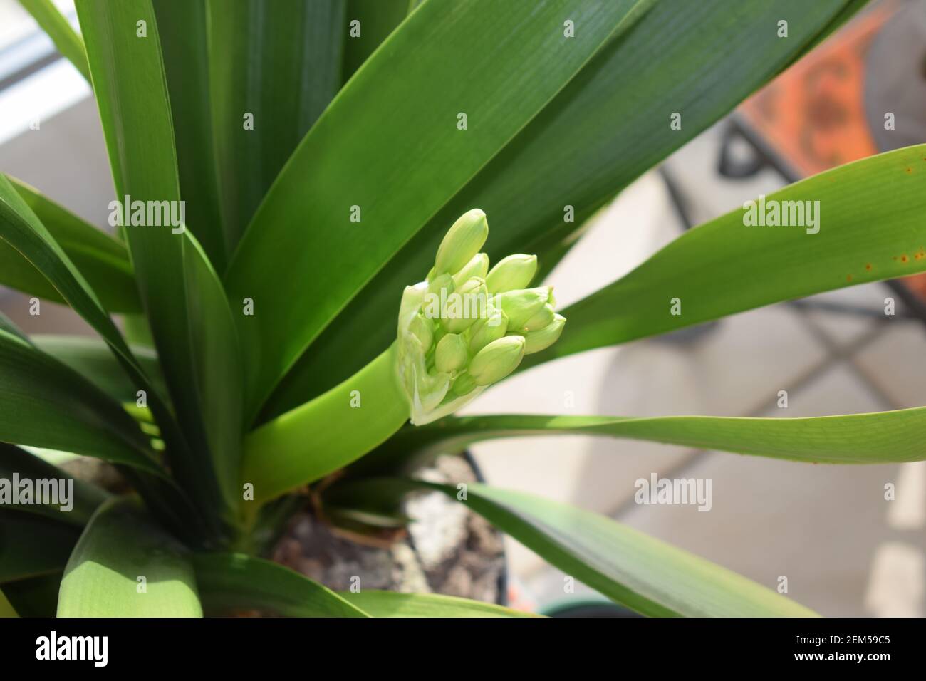 Clivia miniata buds hi-res stock photography and images - Alamy