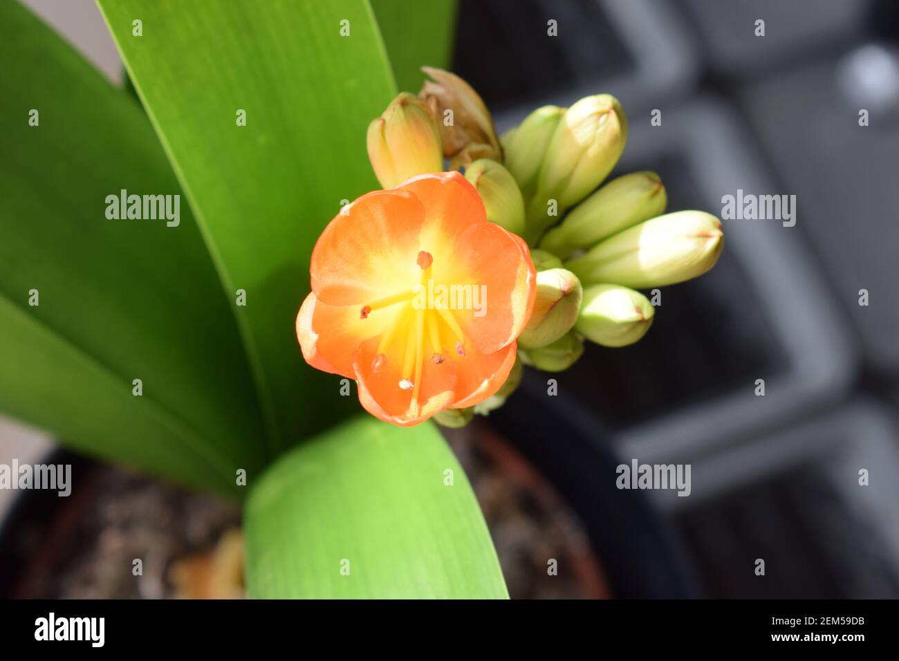 Clivia miniata buds hi-res stock photography and images - Alamy