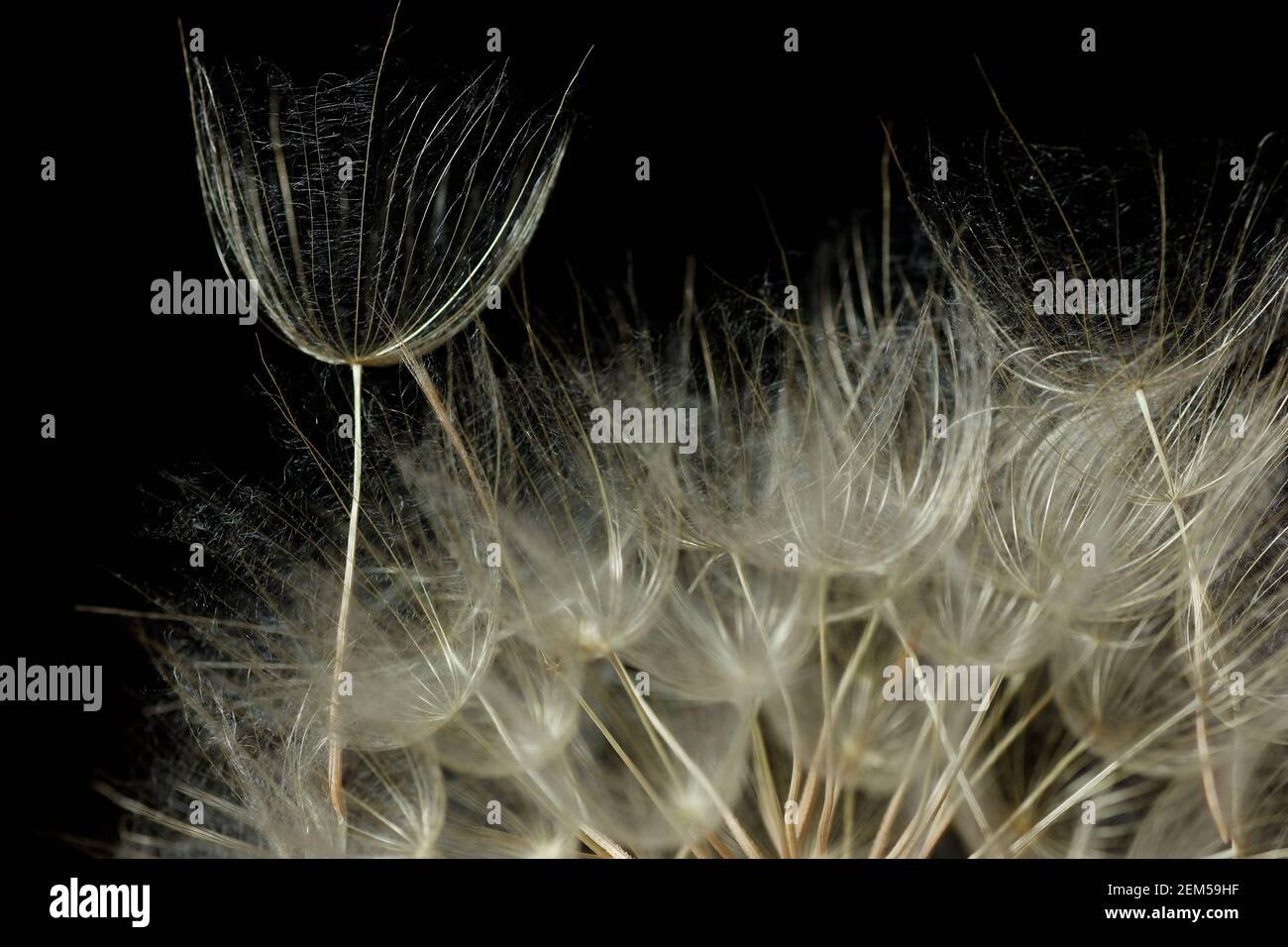 Macro of dandelion fluffy bloom, abstract background and texture for ...