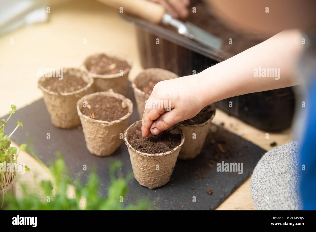 Child boy seeding seeds. At home gardening and learning botany ...