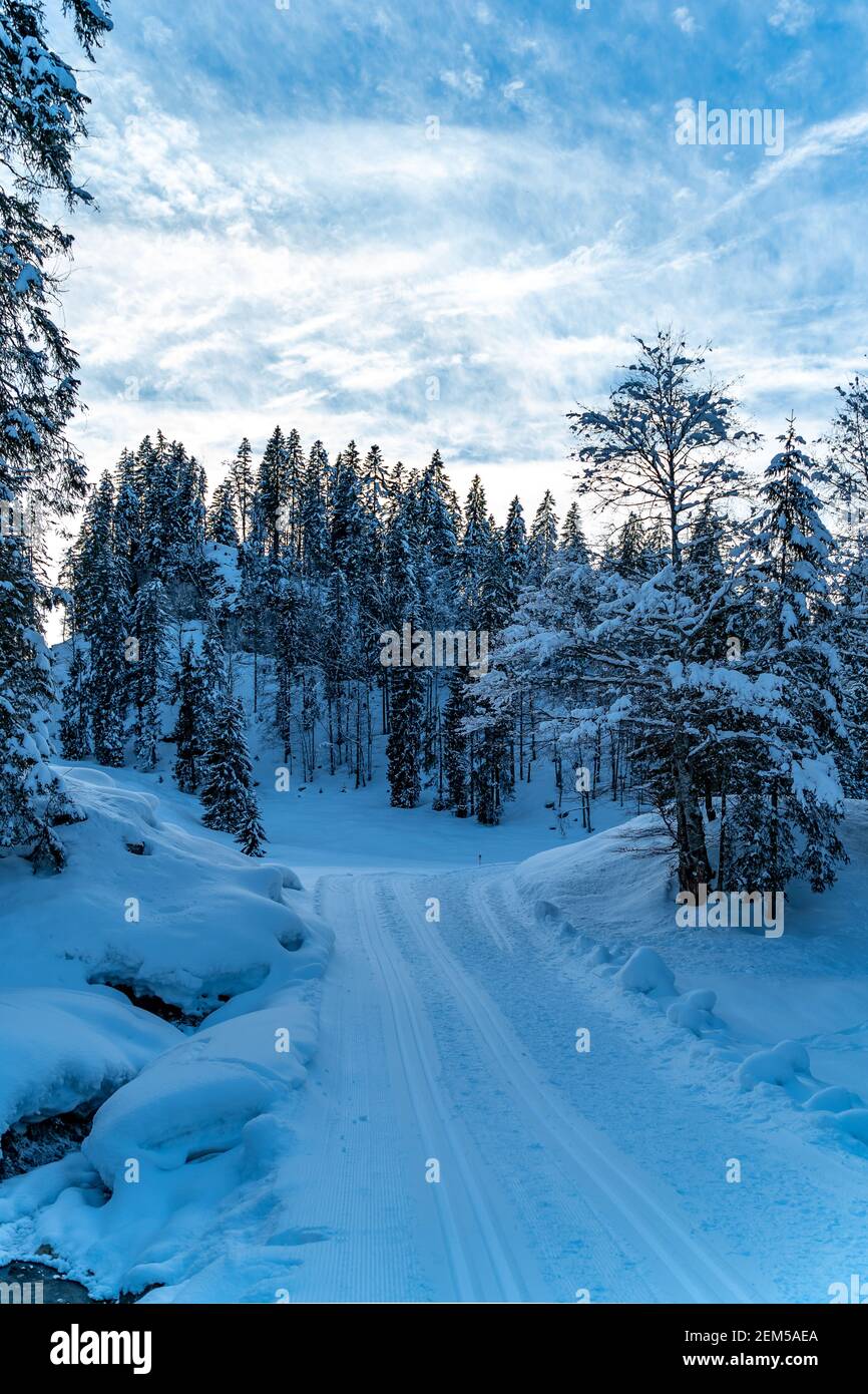 Winter forest sunbeams through hi-res stock photography and images - Alamy