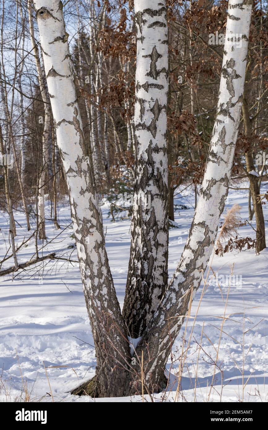 closeup of the tree trunks of birch trees in the winter Stock Photo - Alamy