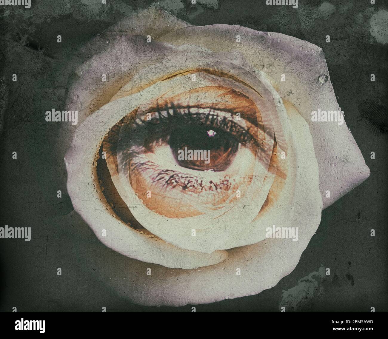 eye and rose Stock Photo - Alamy