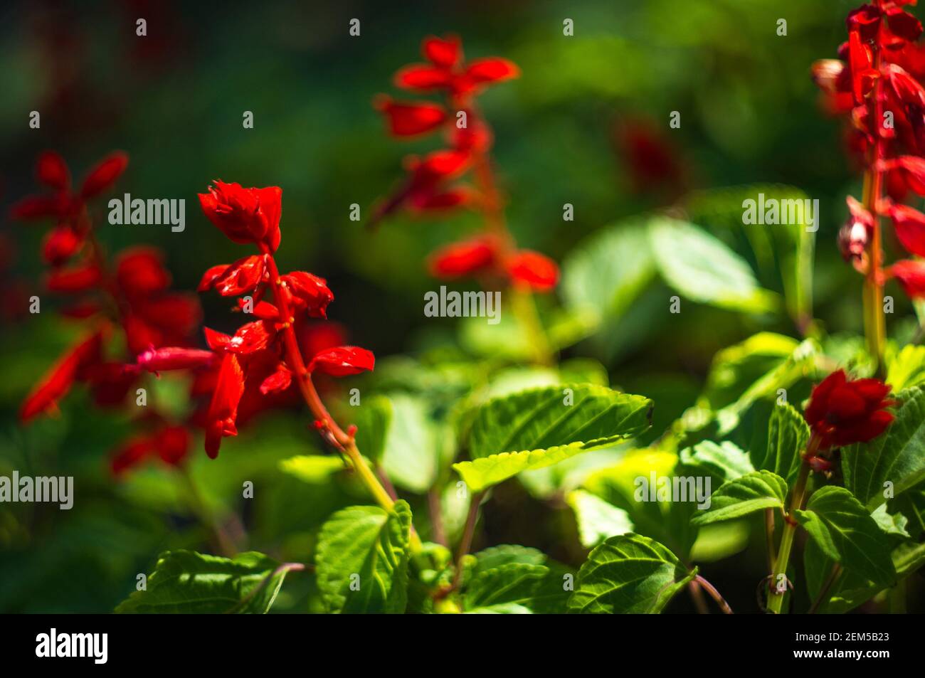 Scarlet sage salvia splendens hi-res stock photography and images - Alamy