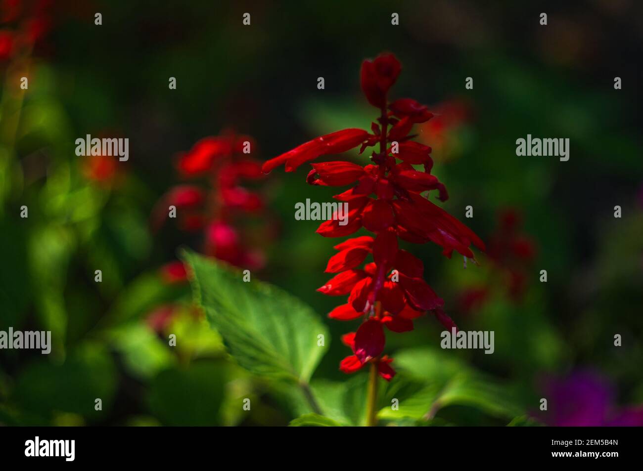 Scarlet sage salvia splendens hi-res stock photography and images - Alamy