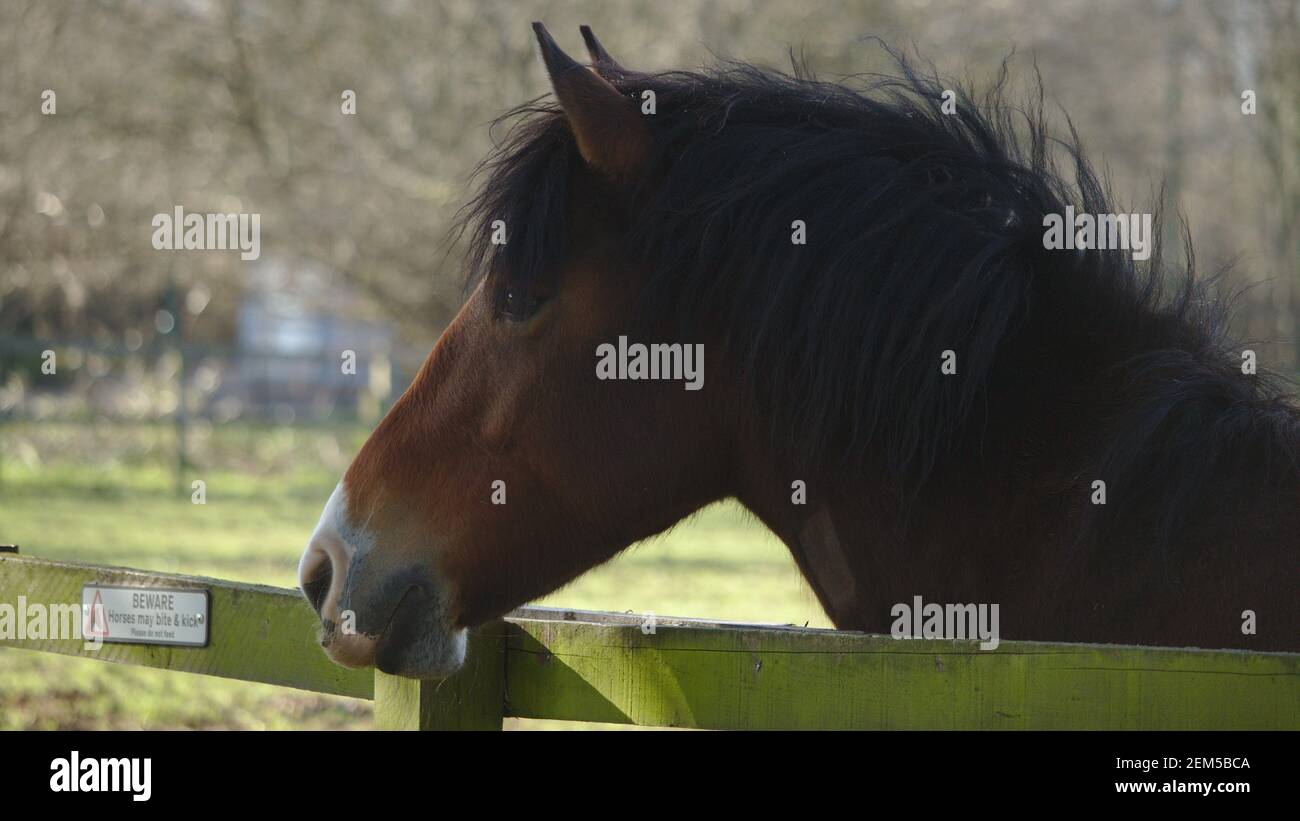 Horse over fence Stock Photo - Alamy