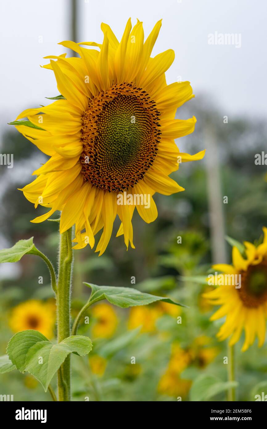 Portrait view of fully bloomed sunflower on the tree close up Stock ...