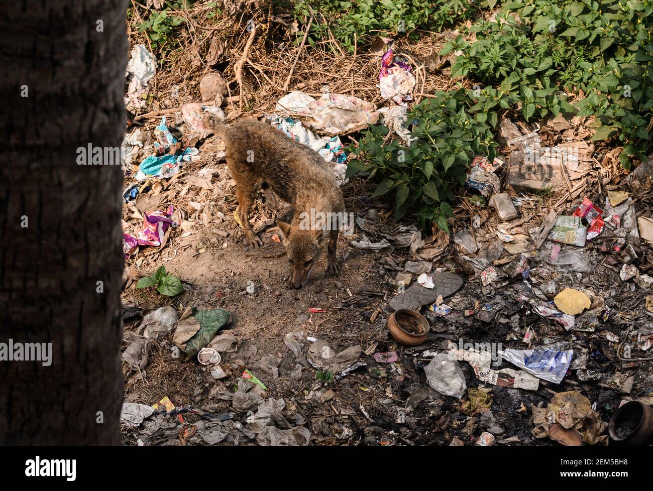 Animal dump hi-res stock photography and images - Alamy