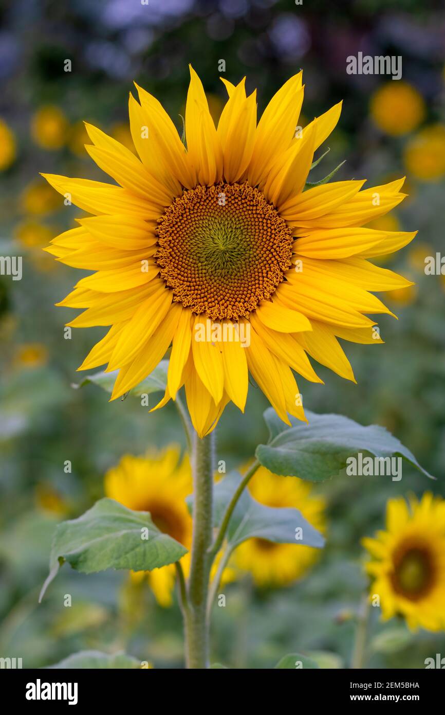 Portrait view of sunflowers hi-res stock photography and images - Alamy