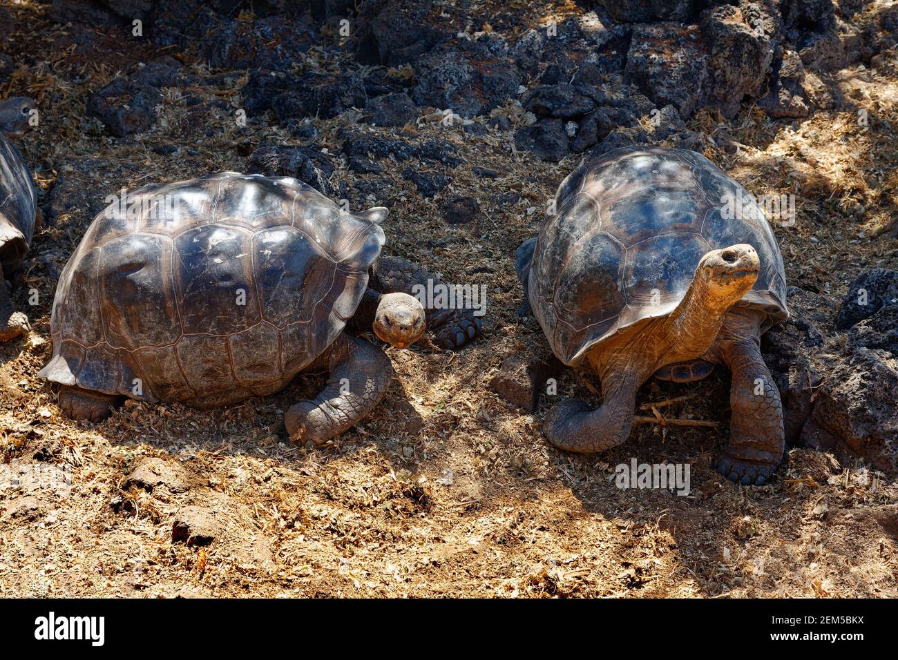 2 Galapagos Giant Tortoises, walking, close-up, reptile, animal ...
