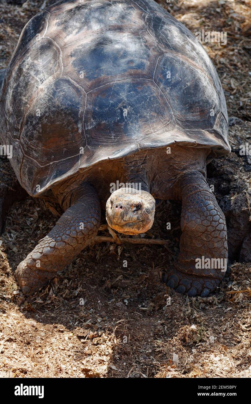 Galapagos Giant Tortoise, walking, close-up, reptile, animal ...