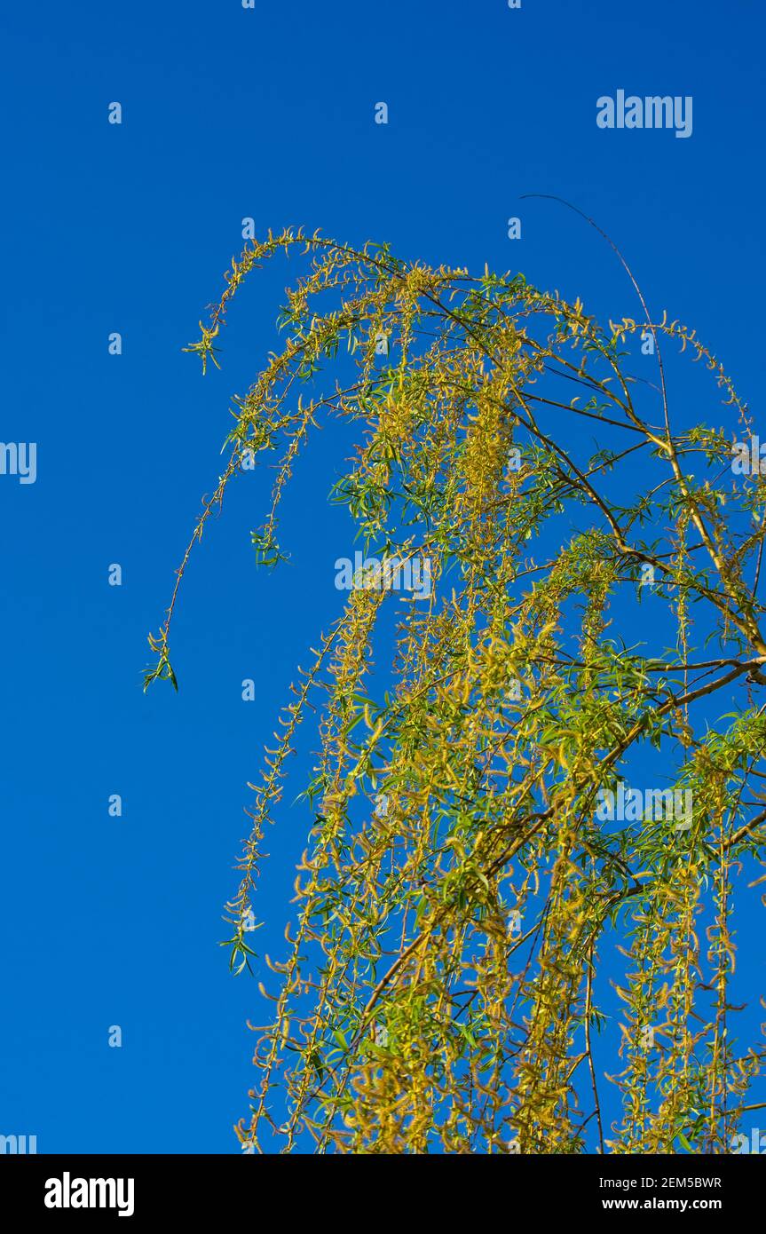 Evening Wedding Under A Weeping Willow Tree