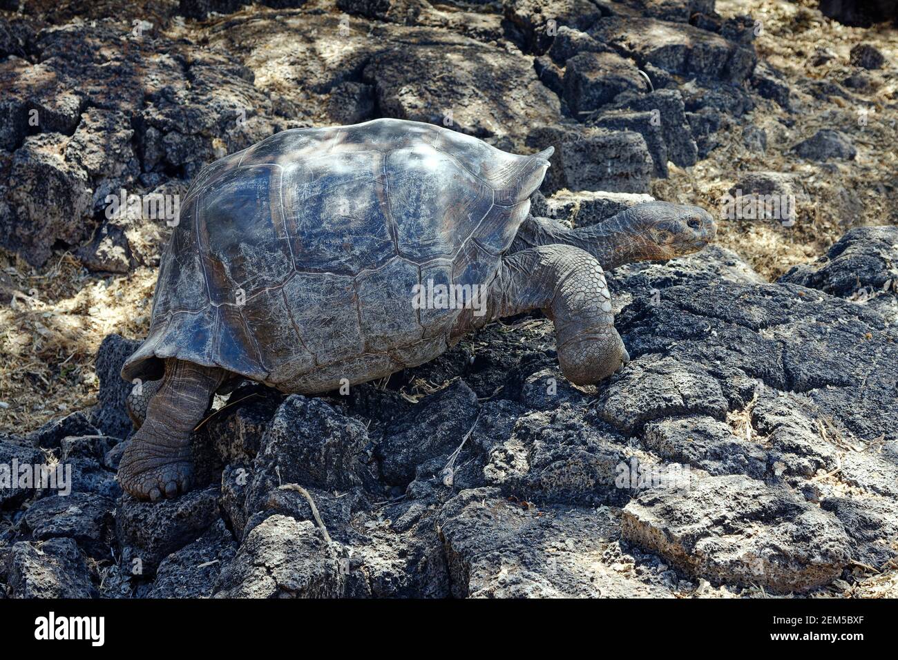 Galapagos Giant Tortoise, walking, volcanic rock, close-up, side view ...