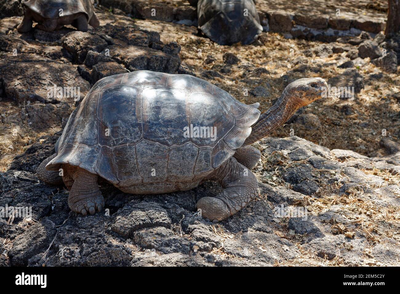 Galapagos giant tortoise side view hi-res stock photography and images ...