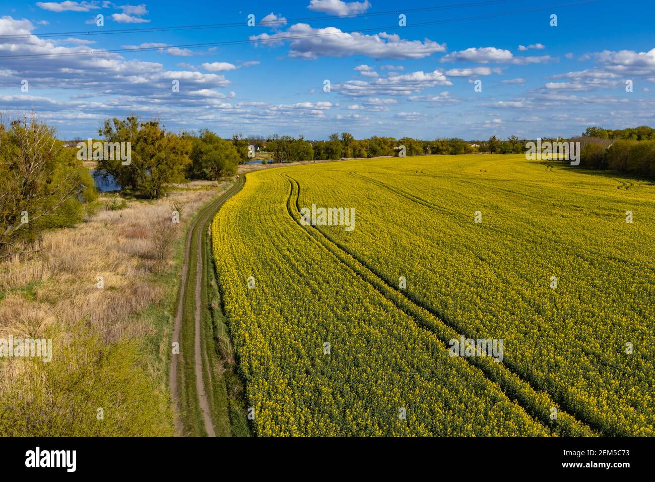 Colza field hi-res stock photography and images - Alamy