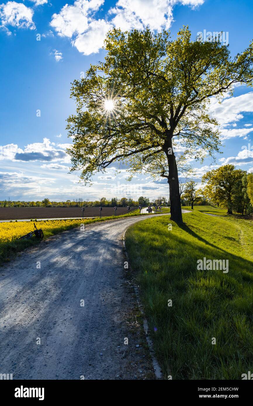 Sun behind the tree hi-res stock photography and images - Alamy