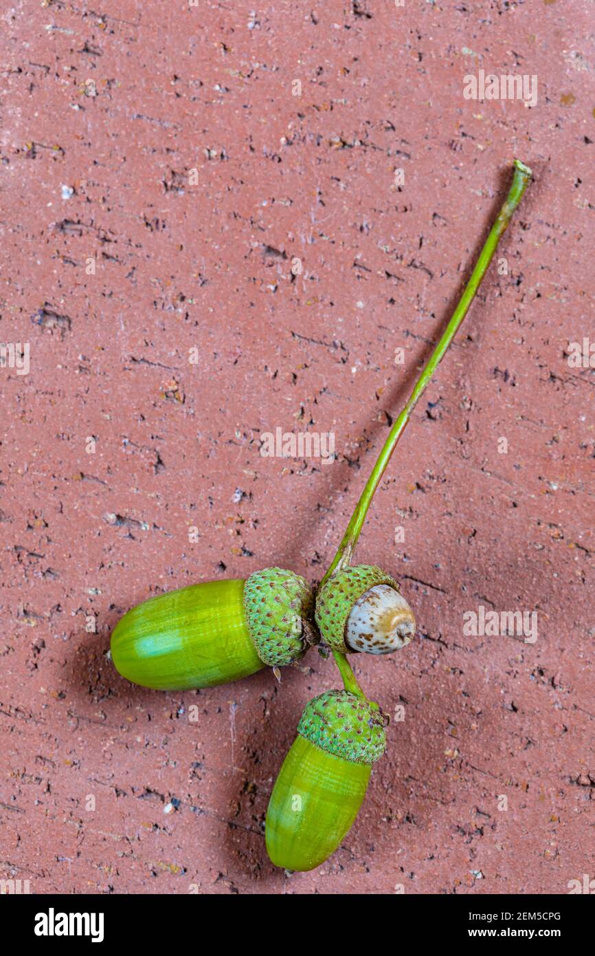 Mature oak acorn, detail, macro Stock Photo - Alamy