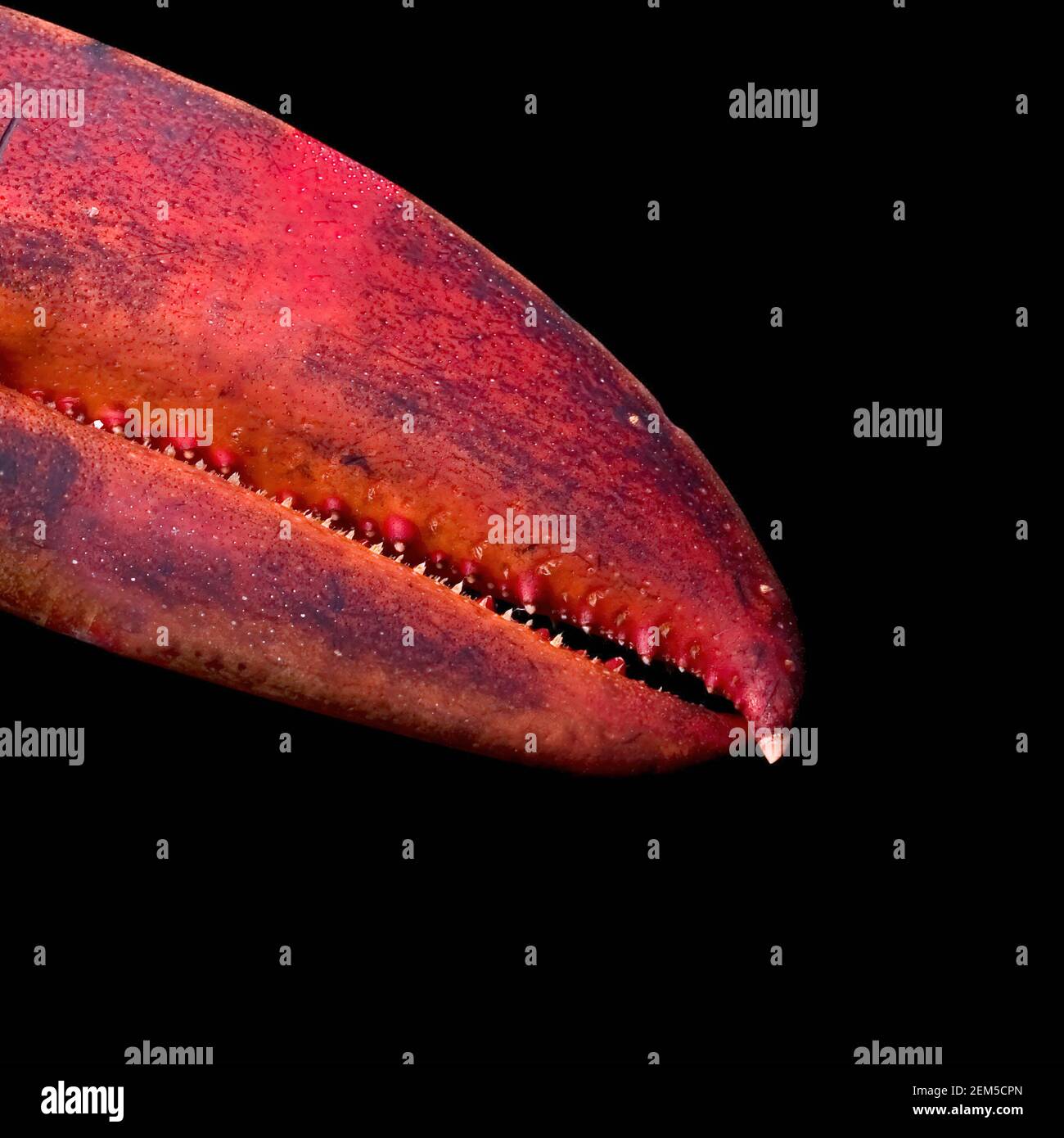 Nephropidae hi-res stock photography and images - Alamy