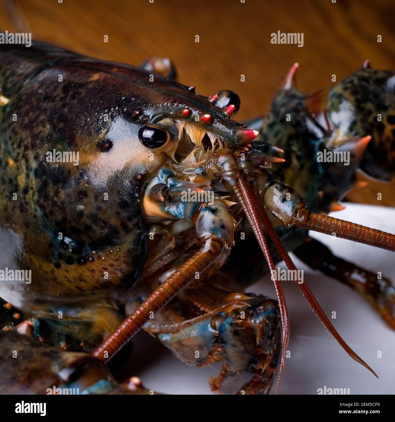 Raw Lobster three-quarter view facing camera in close-up. Partial view ...