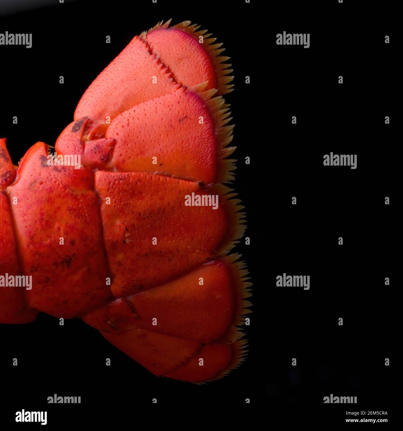 Red, dorsal fin of cooked lobster tail. isolated on black Stock Photo ...