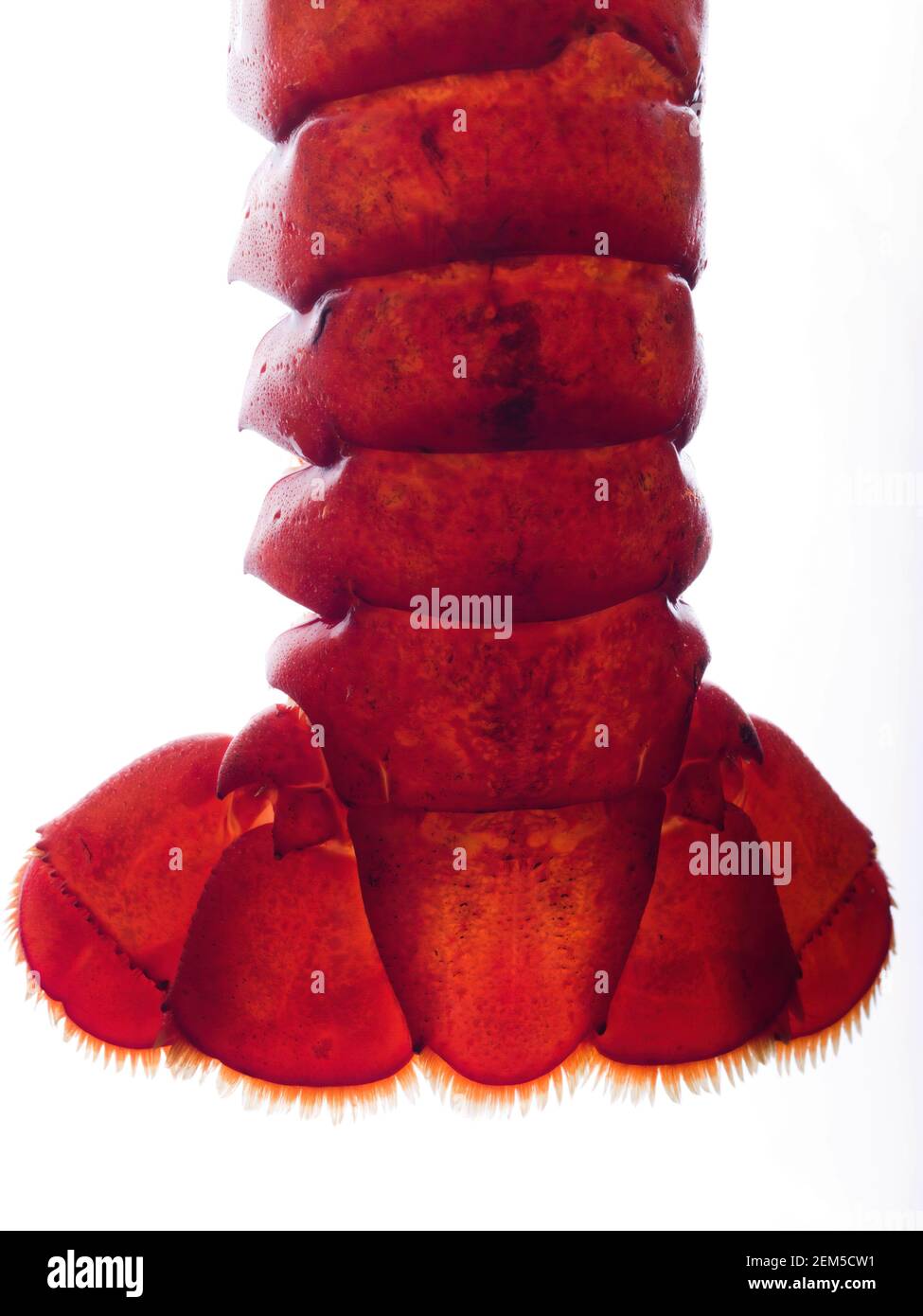 Nephropidae hi-res stock photography and images - Alamy