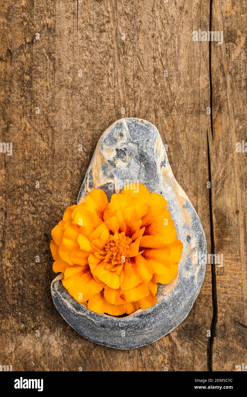 Floral still life, flower, shell Stock Photo - Alamy
