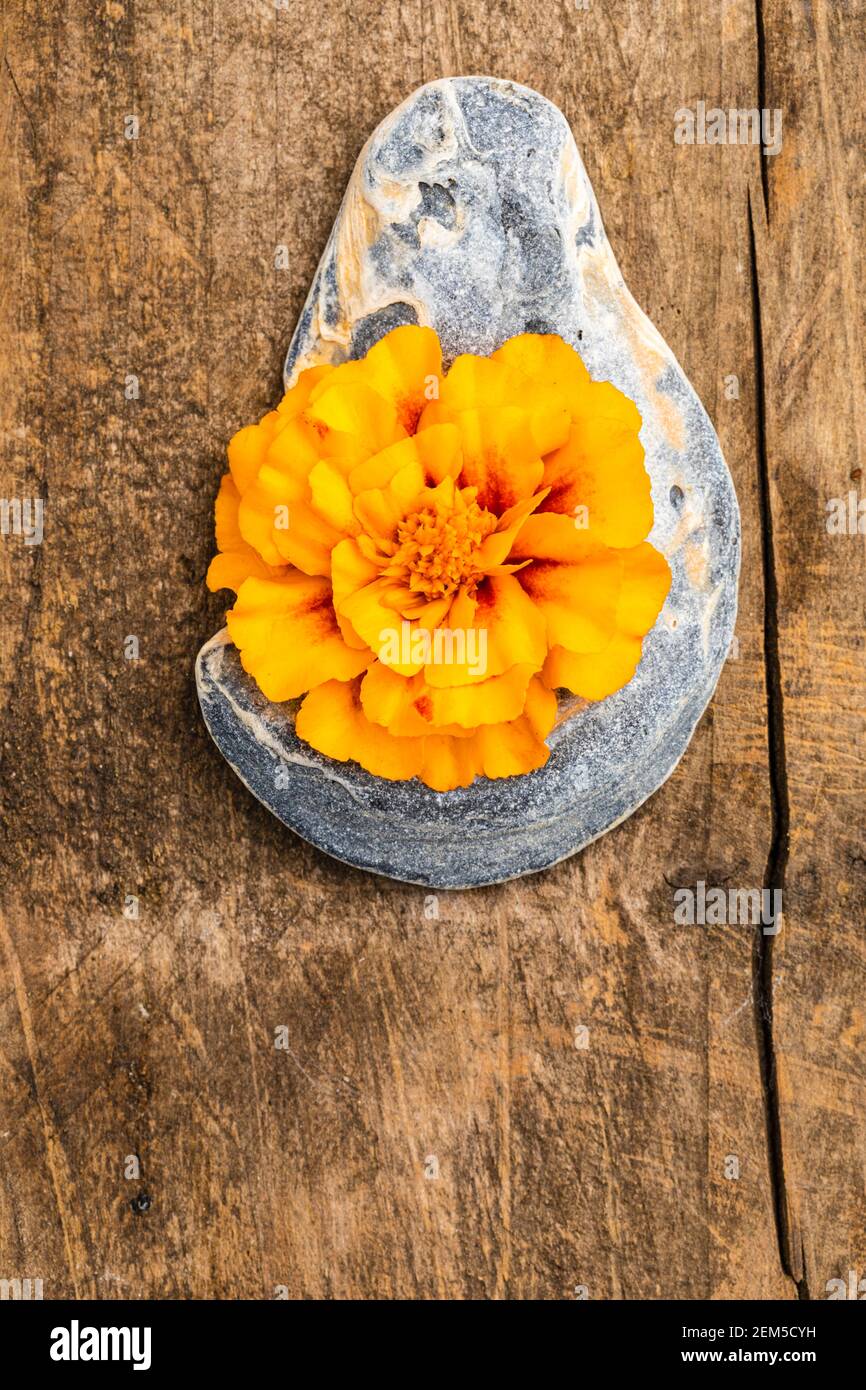 Floral still life, flower, shell Stock Photo - Alamy