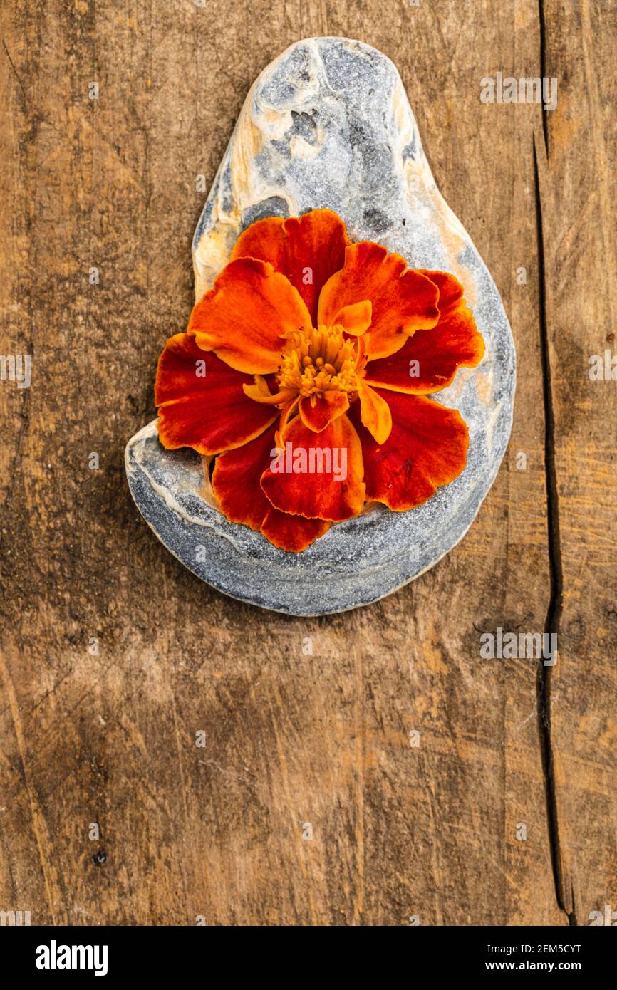 Floral still life, flower, shell Stock Photo - Alamy