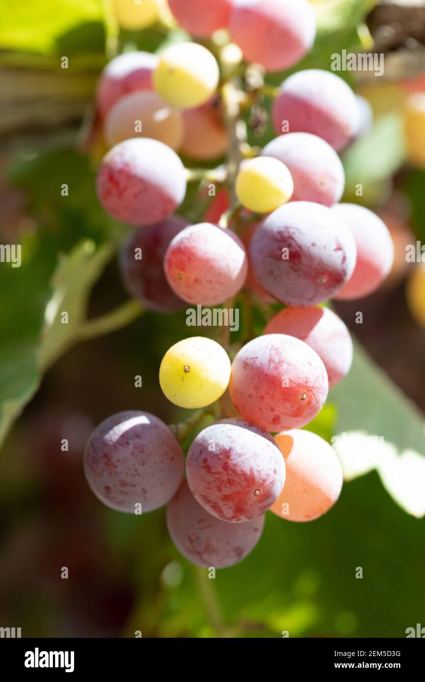 Heavy bunches hi-res stock photography and images - Alamy