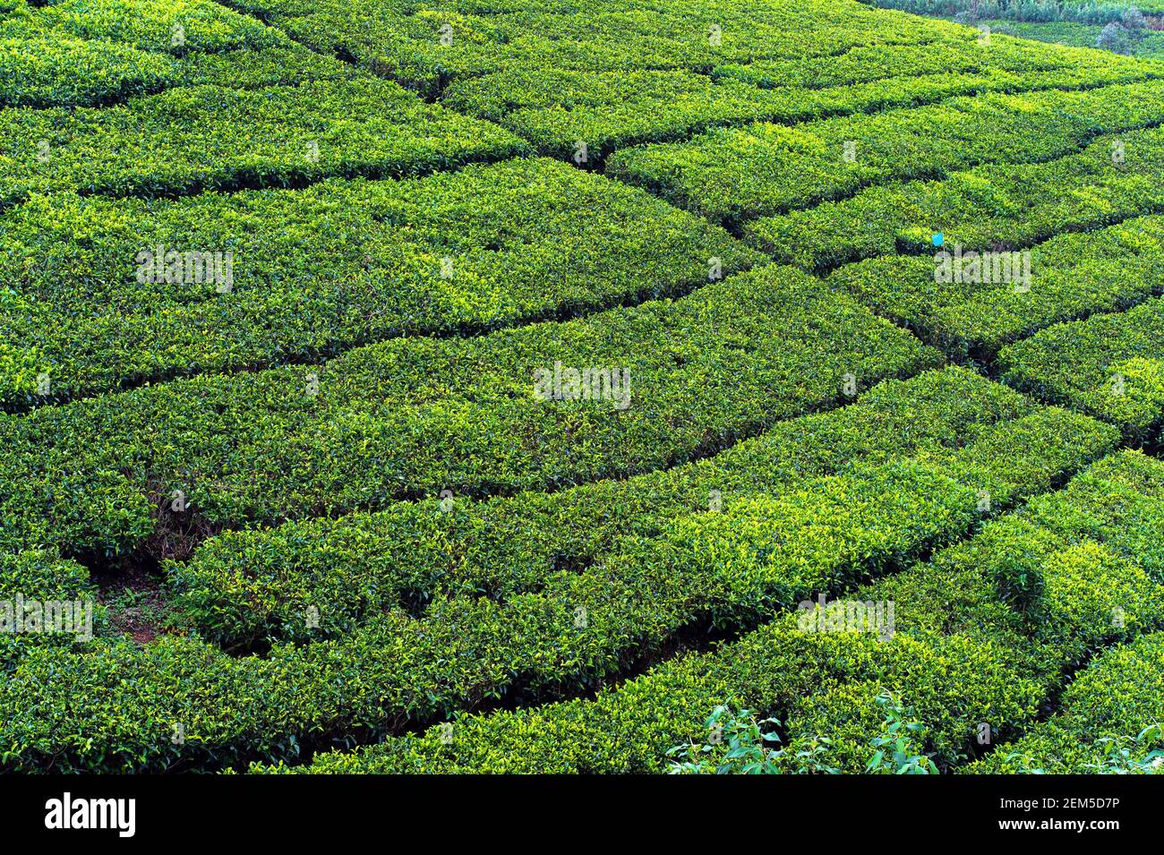 Beautiful highland tea plantations in Sri Lanka Stock Photo - Alamy