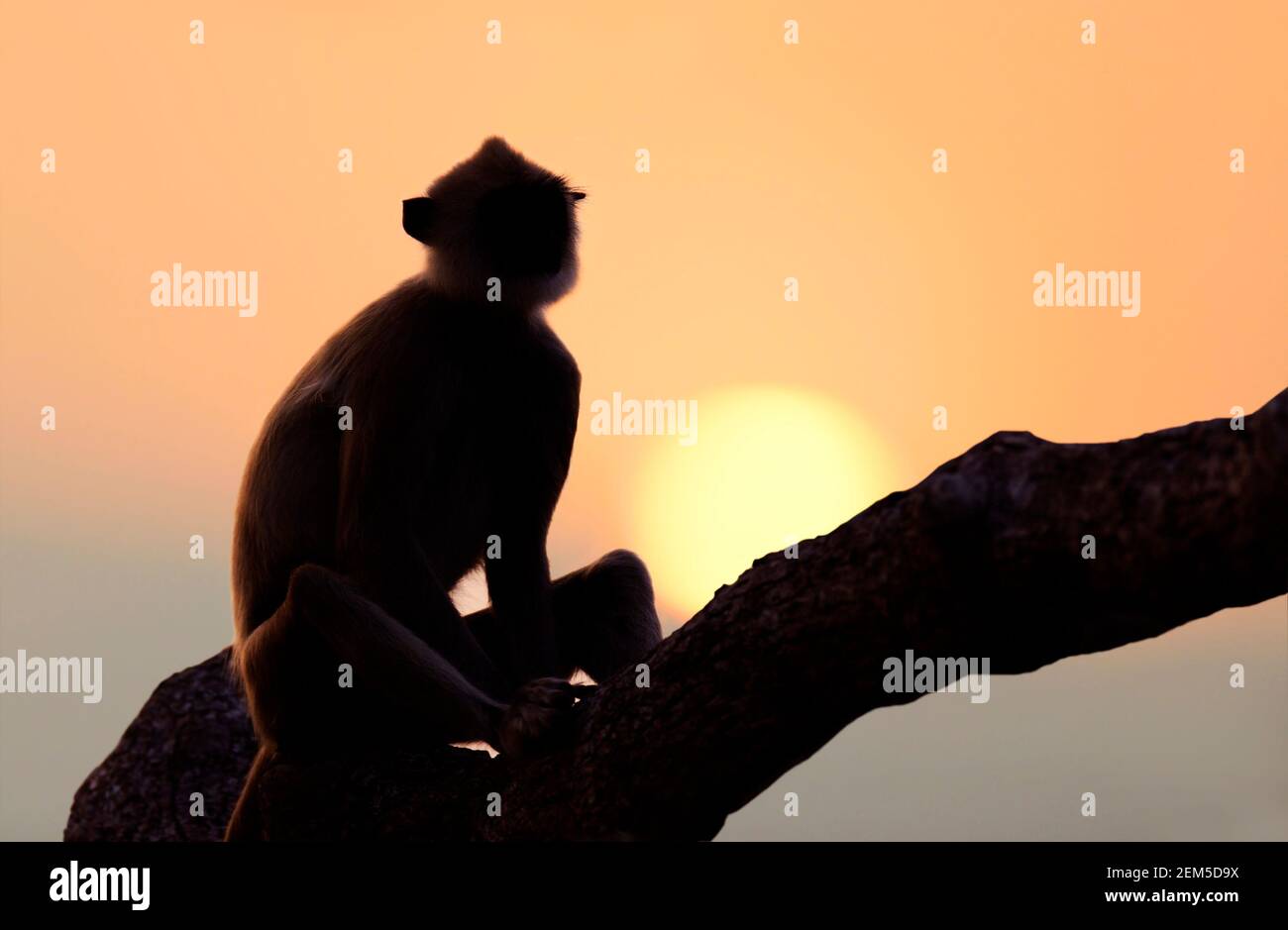 Monkey in the setting sun in the jungle Stock Photo - Alamy