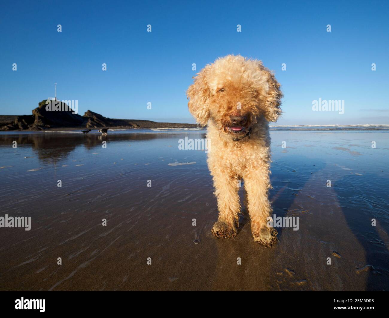 Ginger scruffy hi-res stock photography and images - Alamy