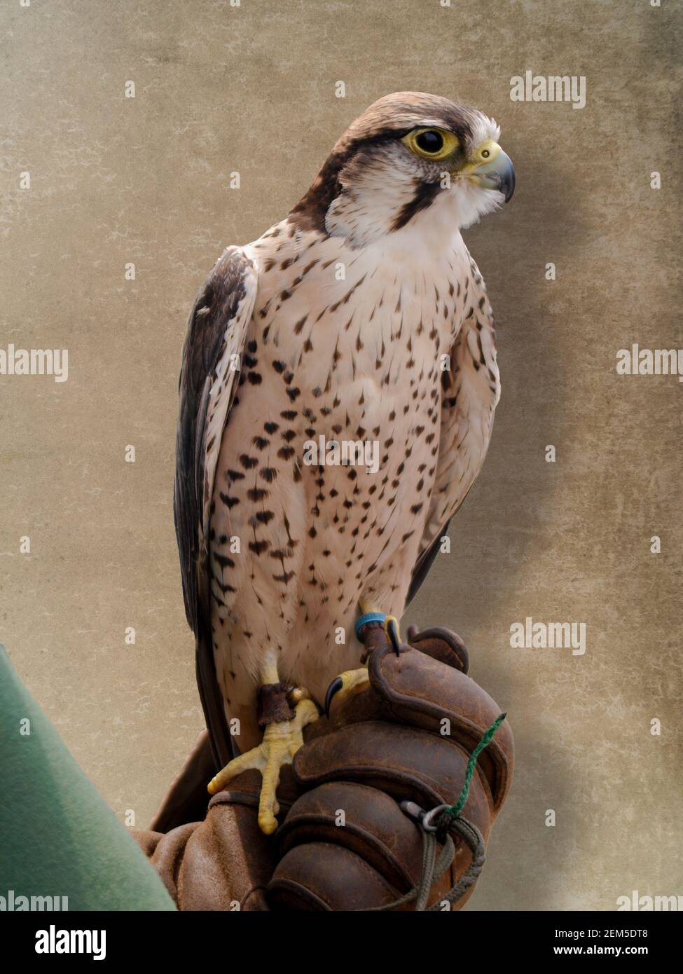 Lanner Falcon, Falco biarmicus Stock Photo - Alamy