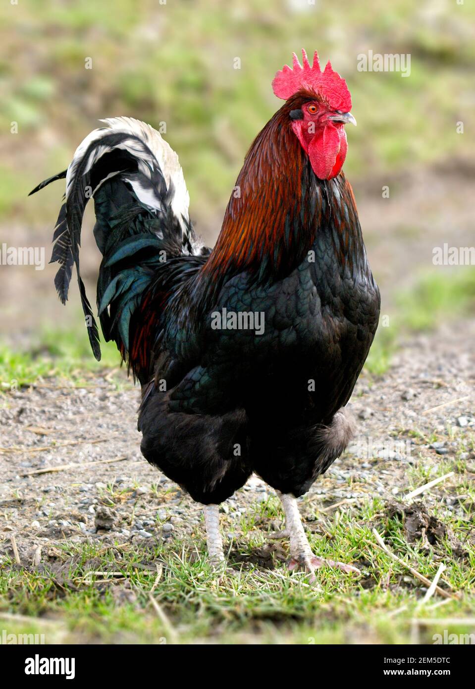 Cockerel rooster hi-res stock photography and images - Alamy