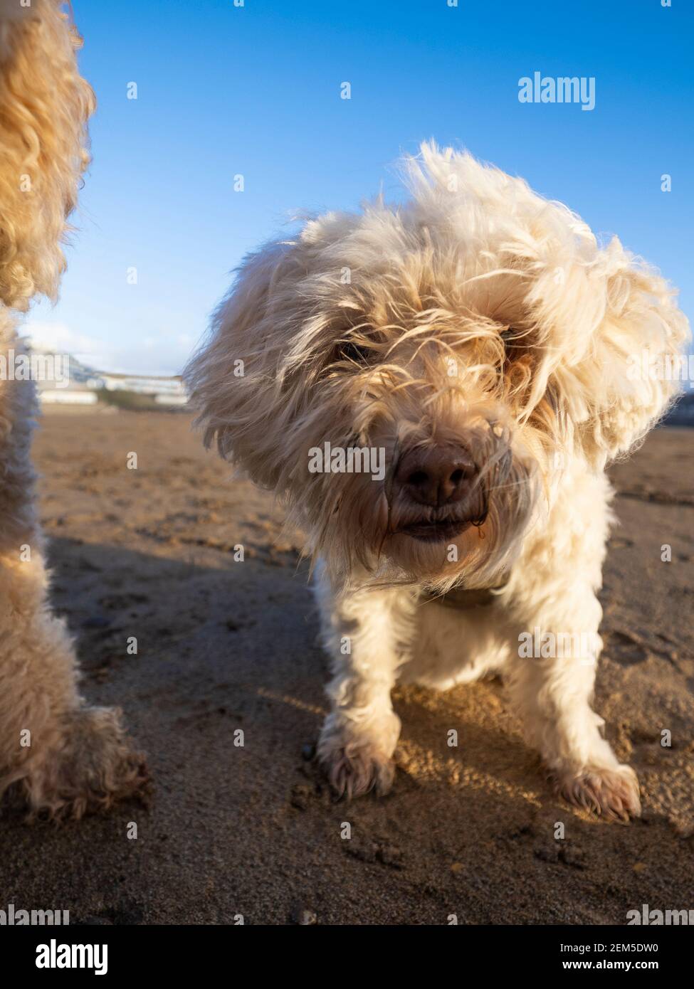 Happy Scruffy Dog High Resolution Stock Photography and Images - Alamy