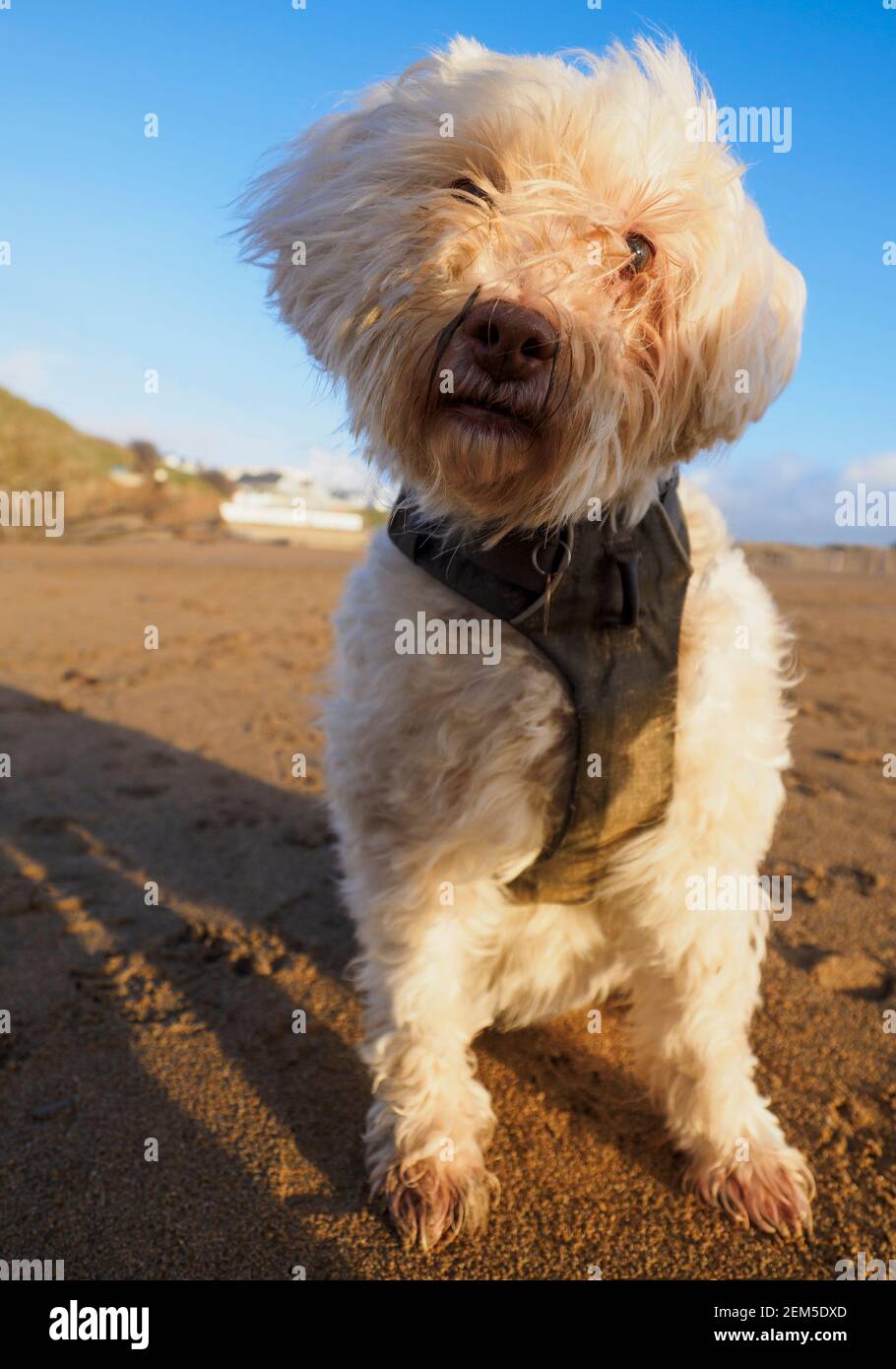 Small Scruffy White Dog On High Resolution Stock Photography and Images ...