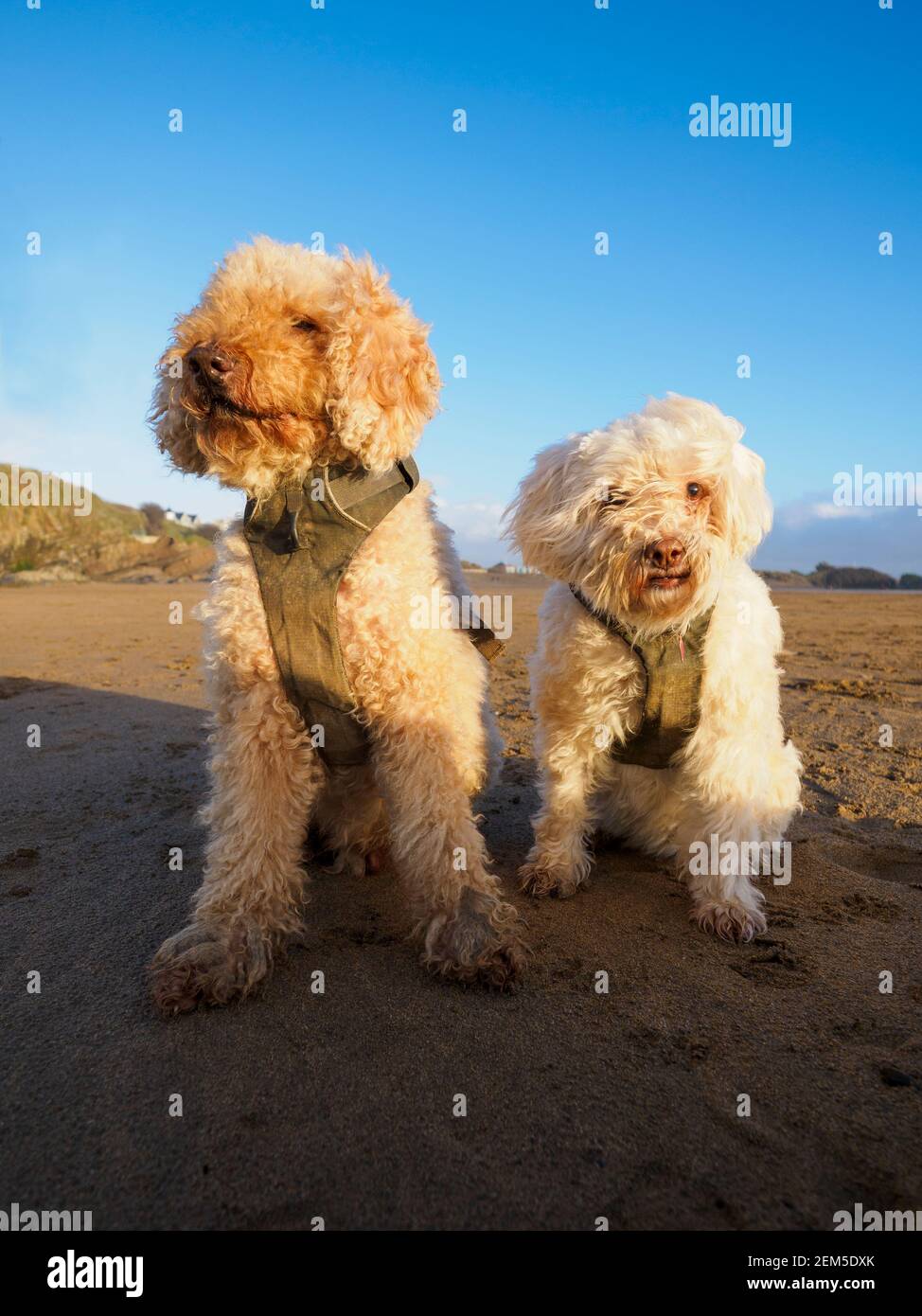 Two dogs on the beach hi-res stock photography and images - Alamy