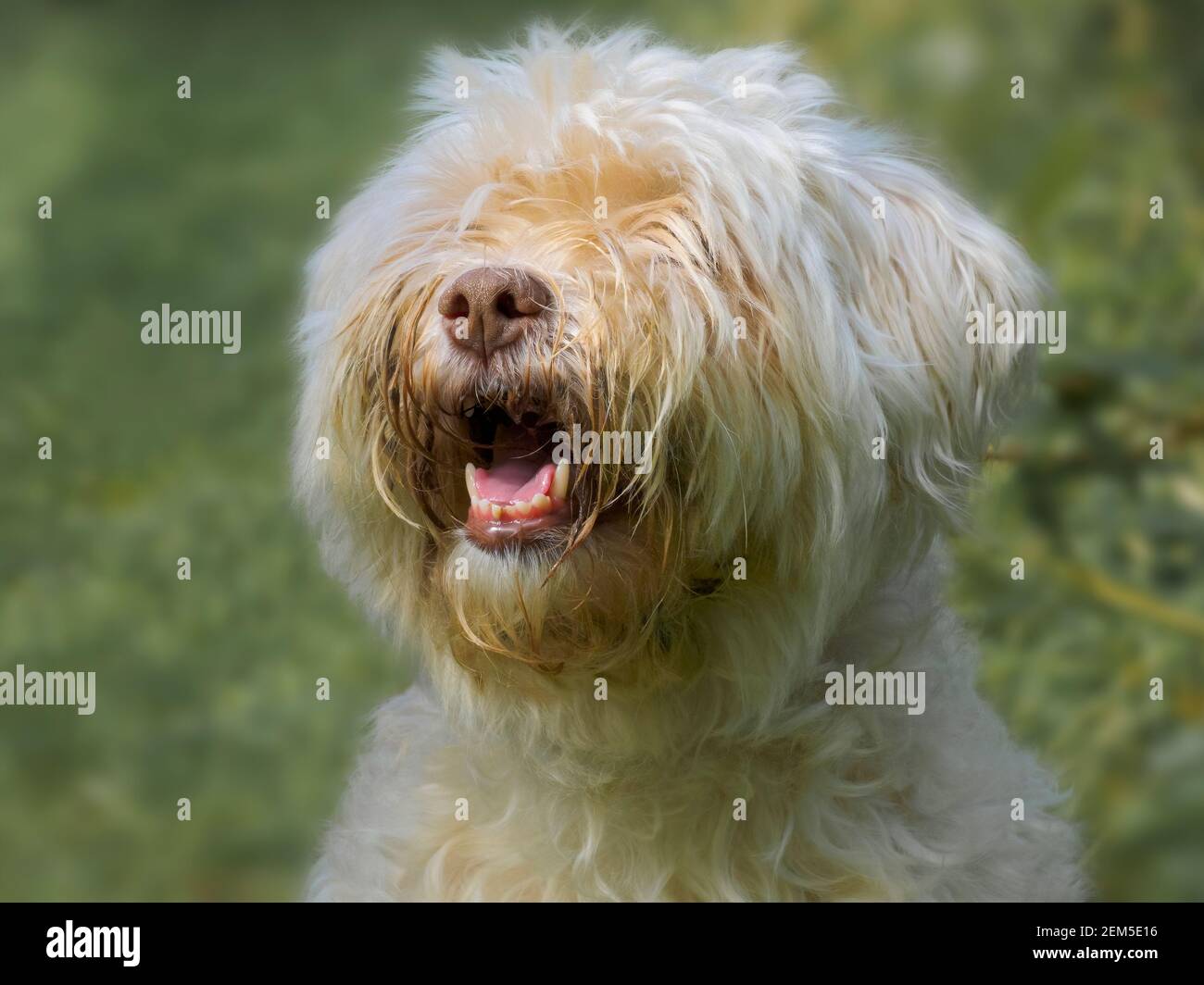 Happy scruffy dog hi-res stock photography and images - Alamy