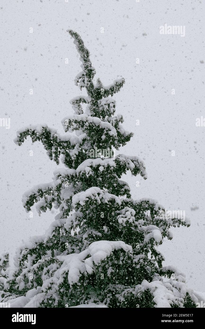 Dense white spots hi-res stock photography and images - Alamy