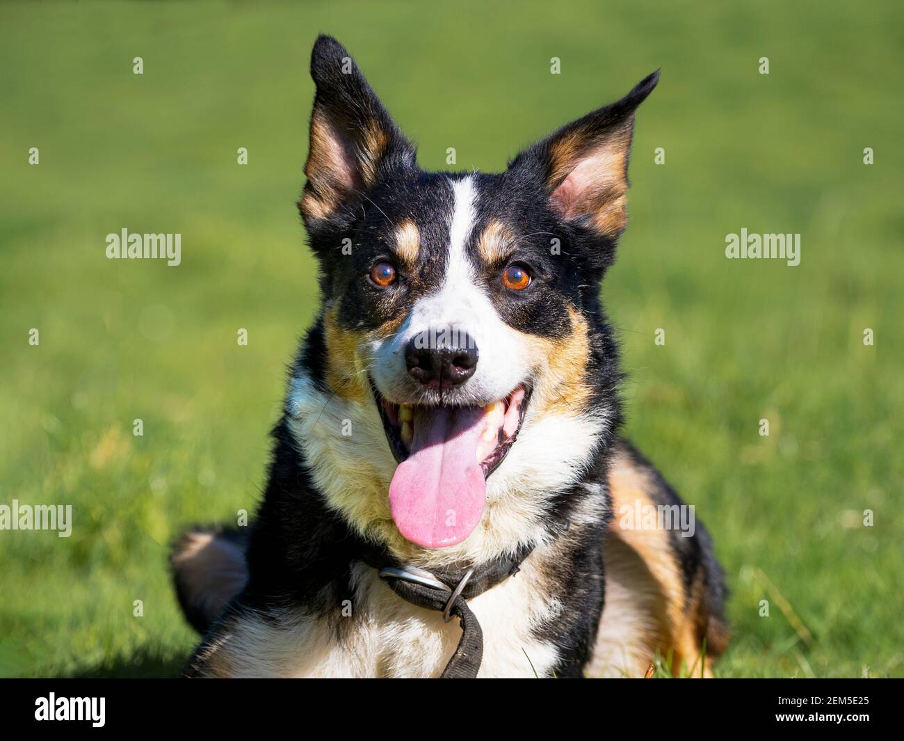 Happy dog, UK Stock Photo - Alamy